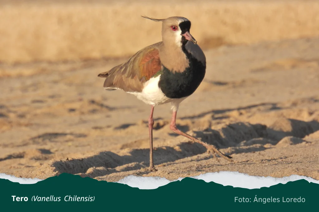 Para Contar La Diversidad De Aves