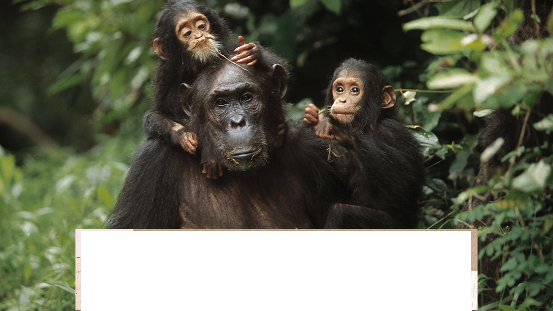 Gombe 60 - Instituto Jane Goodall Argentina
